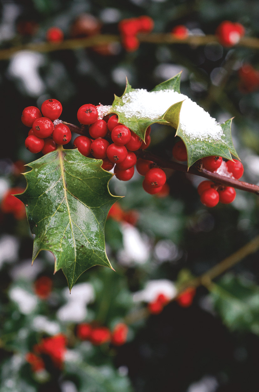 10 Great Christmas party ideas for you - Glaziers Hall